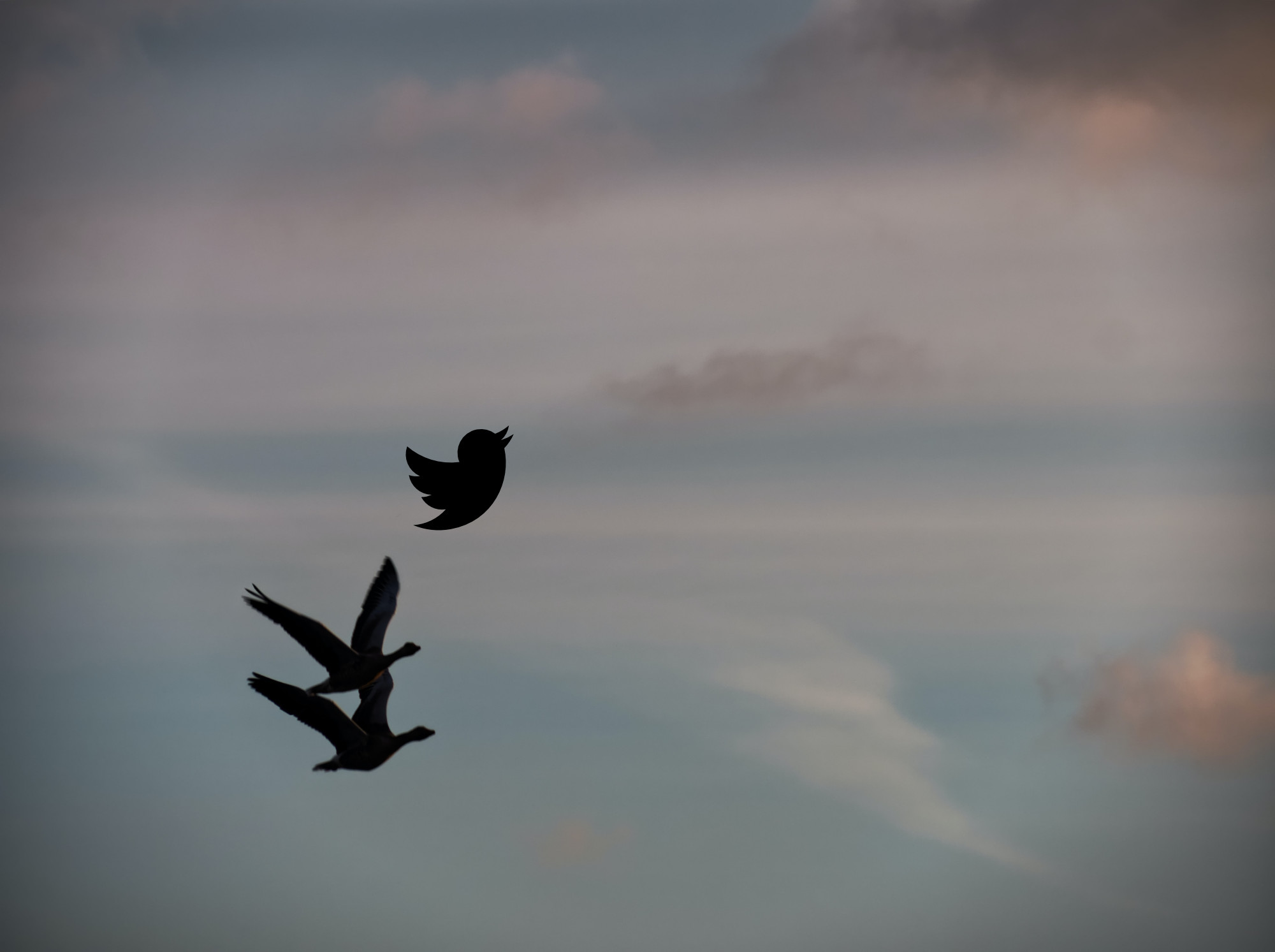 What are the best Twitter alternatives for academics? | Pixelshrink ...
